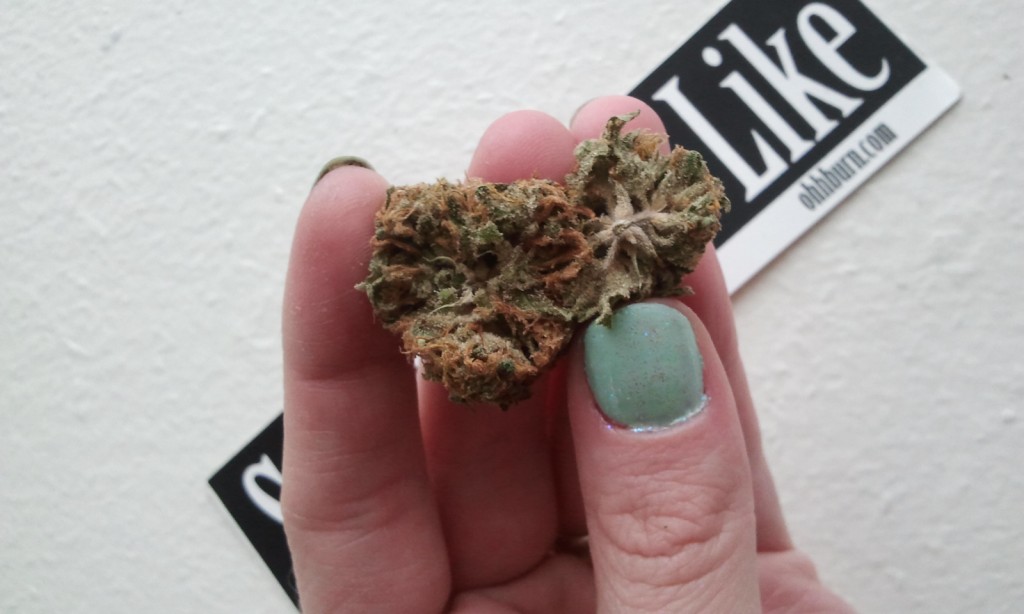 MARIJUANA STRAIN REVIEW: Forbidden