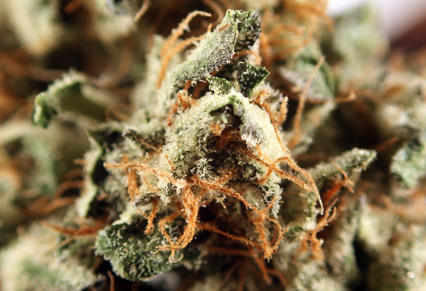 Animal Cookies Strain Review