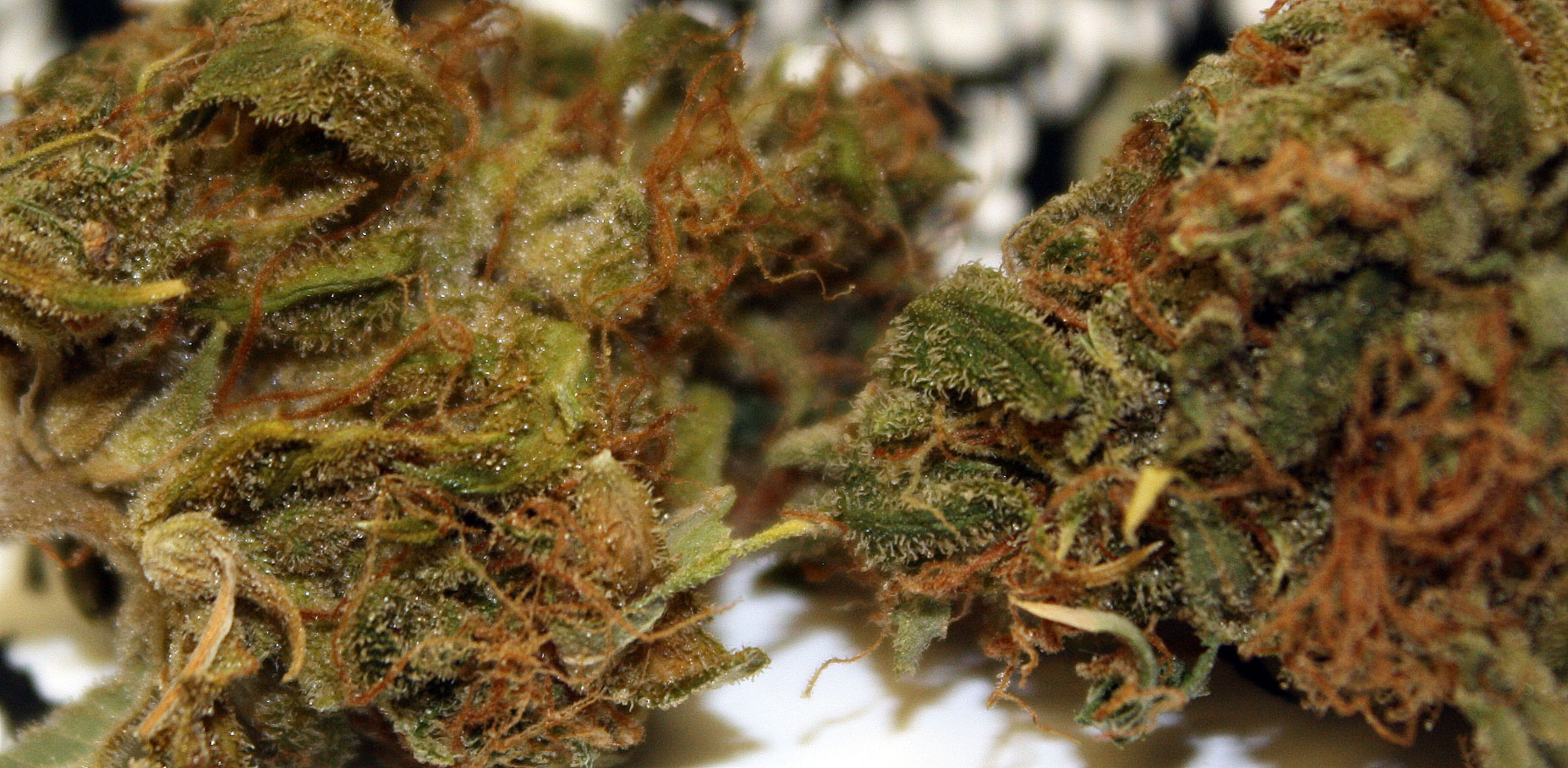 Island Sweet Skunk Strain Review