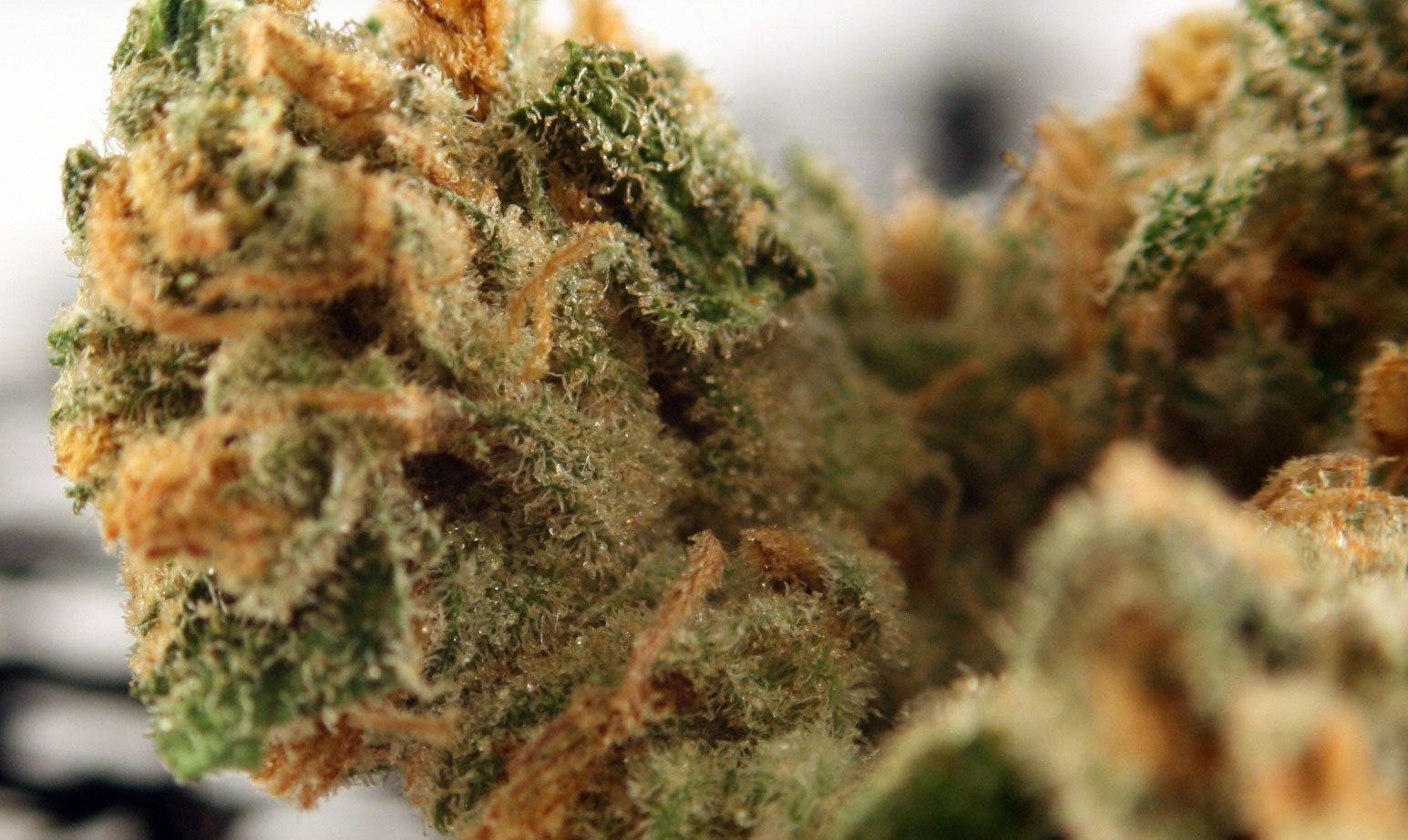 Space Queen Strain Review