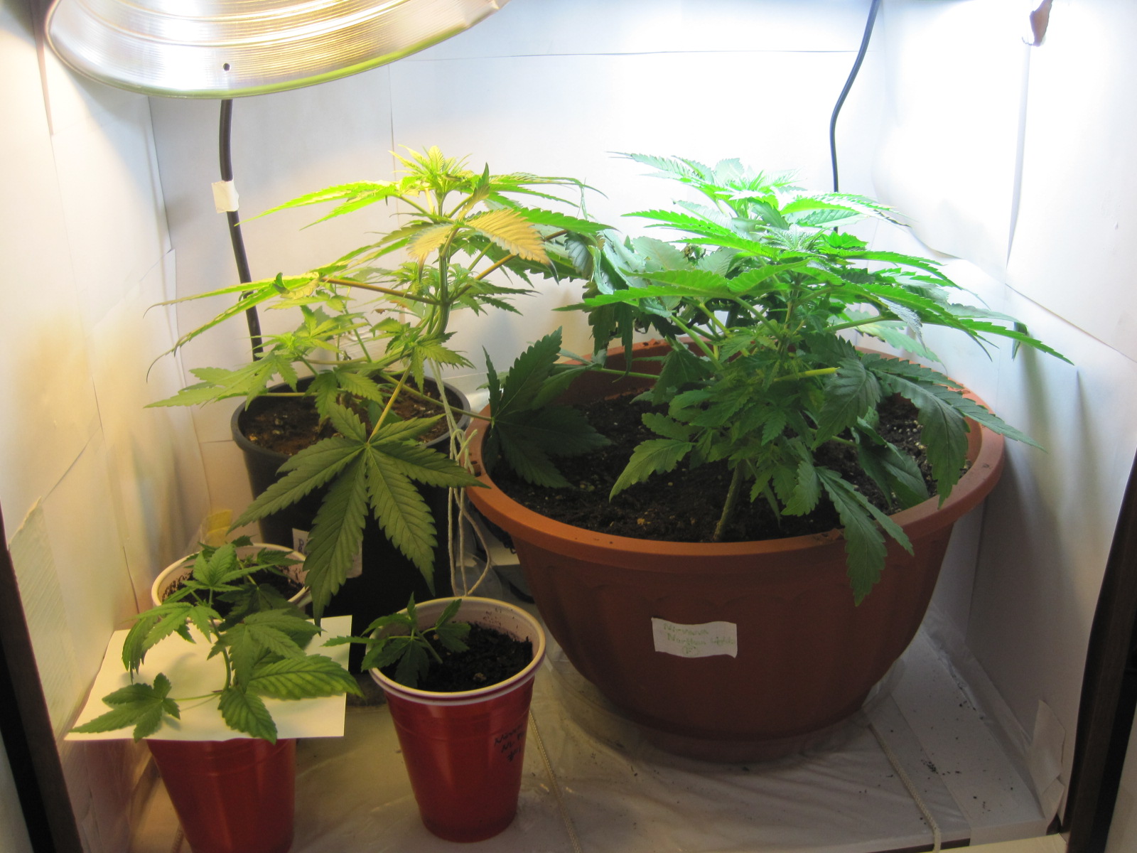 Closet Grow Room Building 101