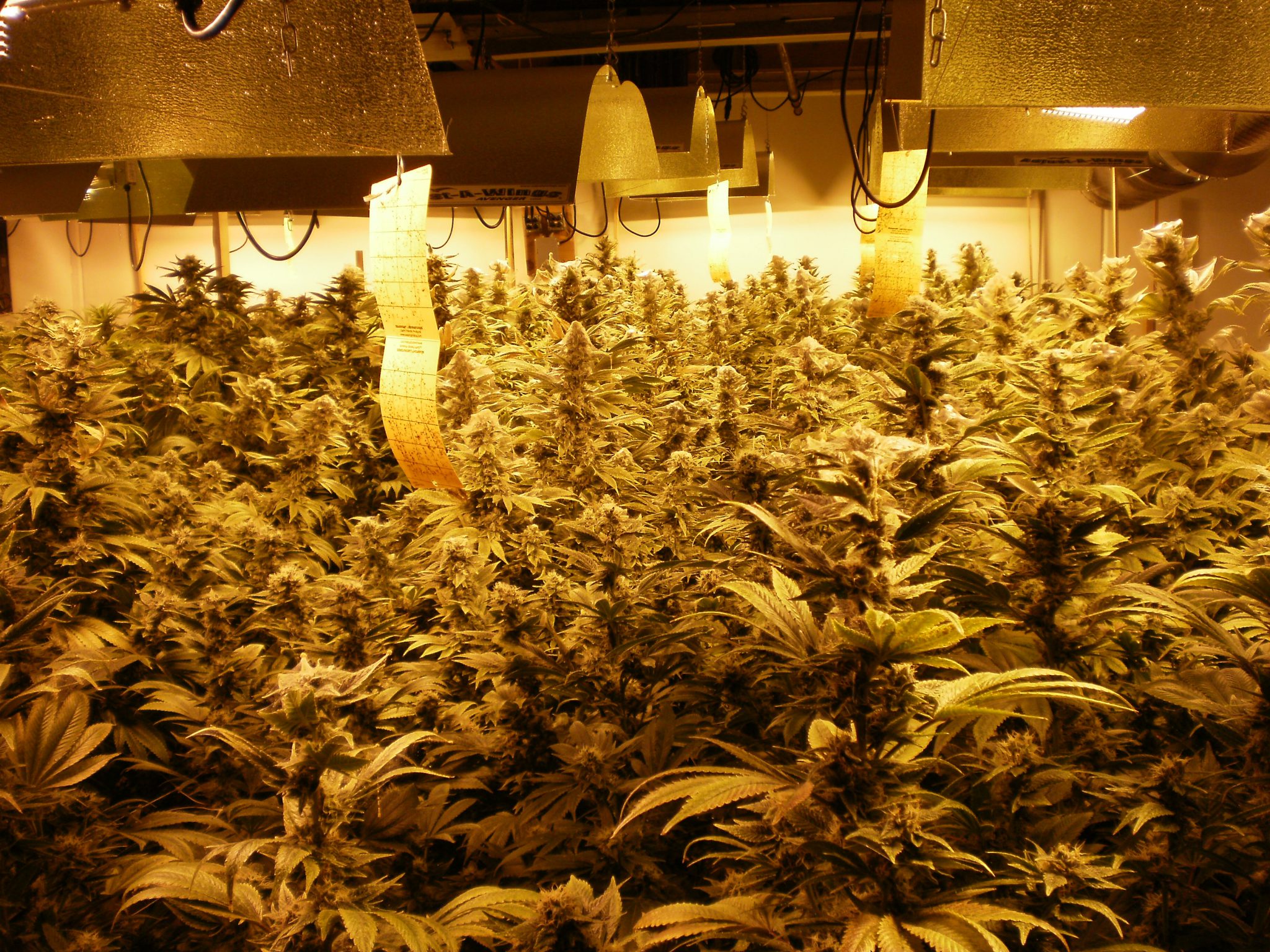 How to Grow A Healthy Weed Plant