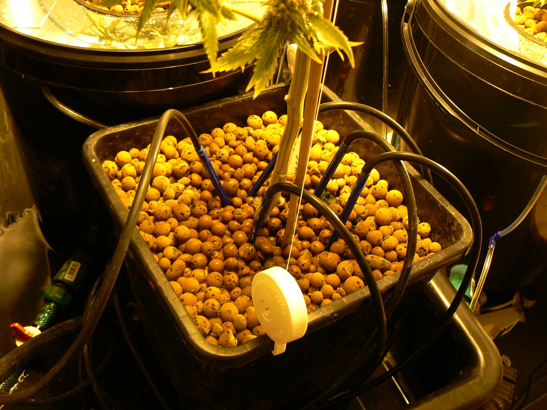 Taking the Plunge into Hydroponics with Hydroton