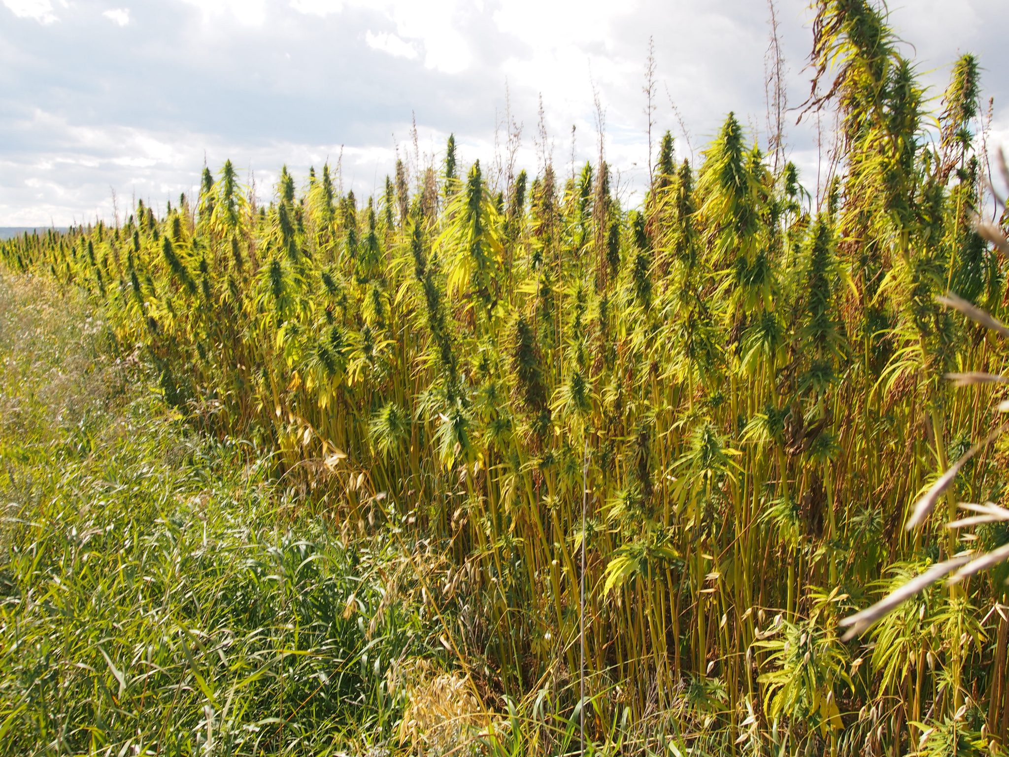 Hemp 101 What Is Hemp How Is Hemp Used And Why Is It Illegal 