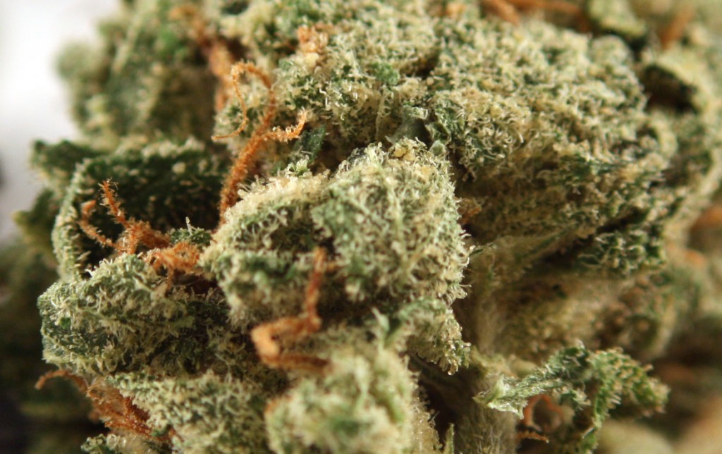 G13 Marijuana Strain Review—is it SSL?