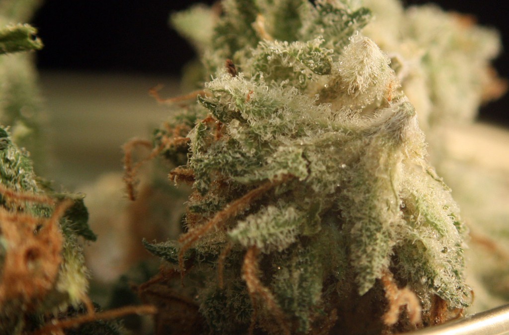 Romulan Strain Review