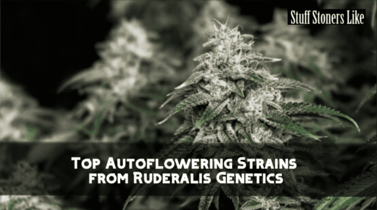 Top Autoflowering Strains from Ruderalis Genetics