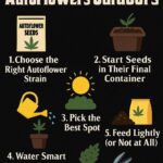 How to Grow Autoflowers Outdoors (Beginner’s Guide)
